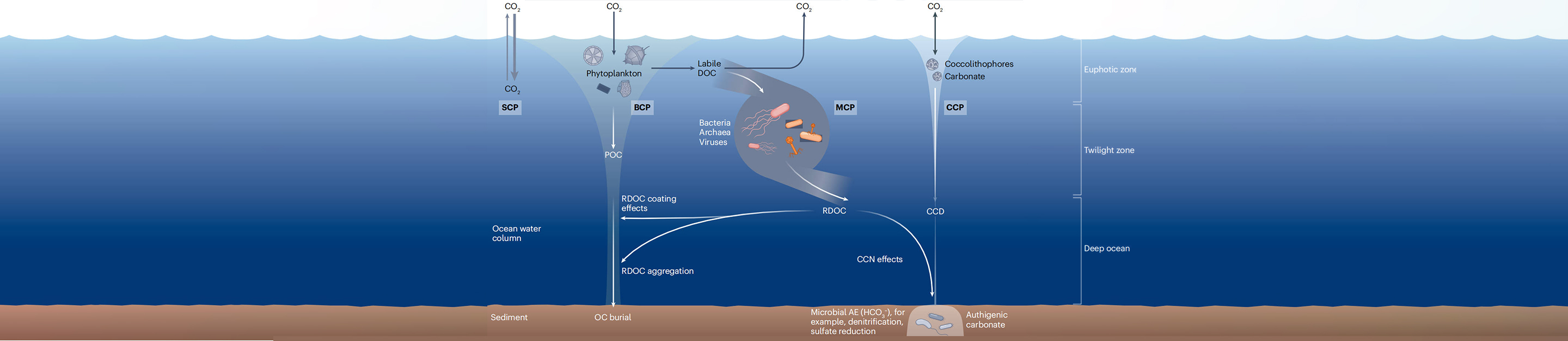 Ocean Negative Carbon Emissions (ONCE)